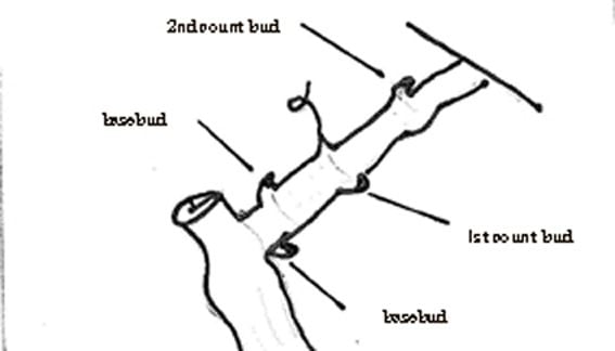 Fig.3. Cutting the spur