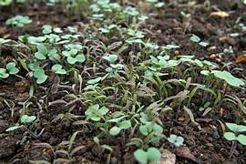 Green Manure